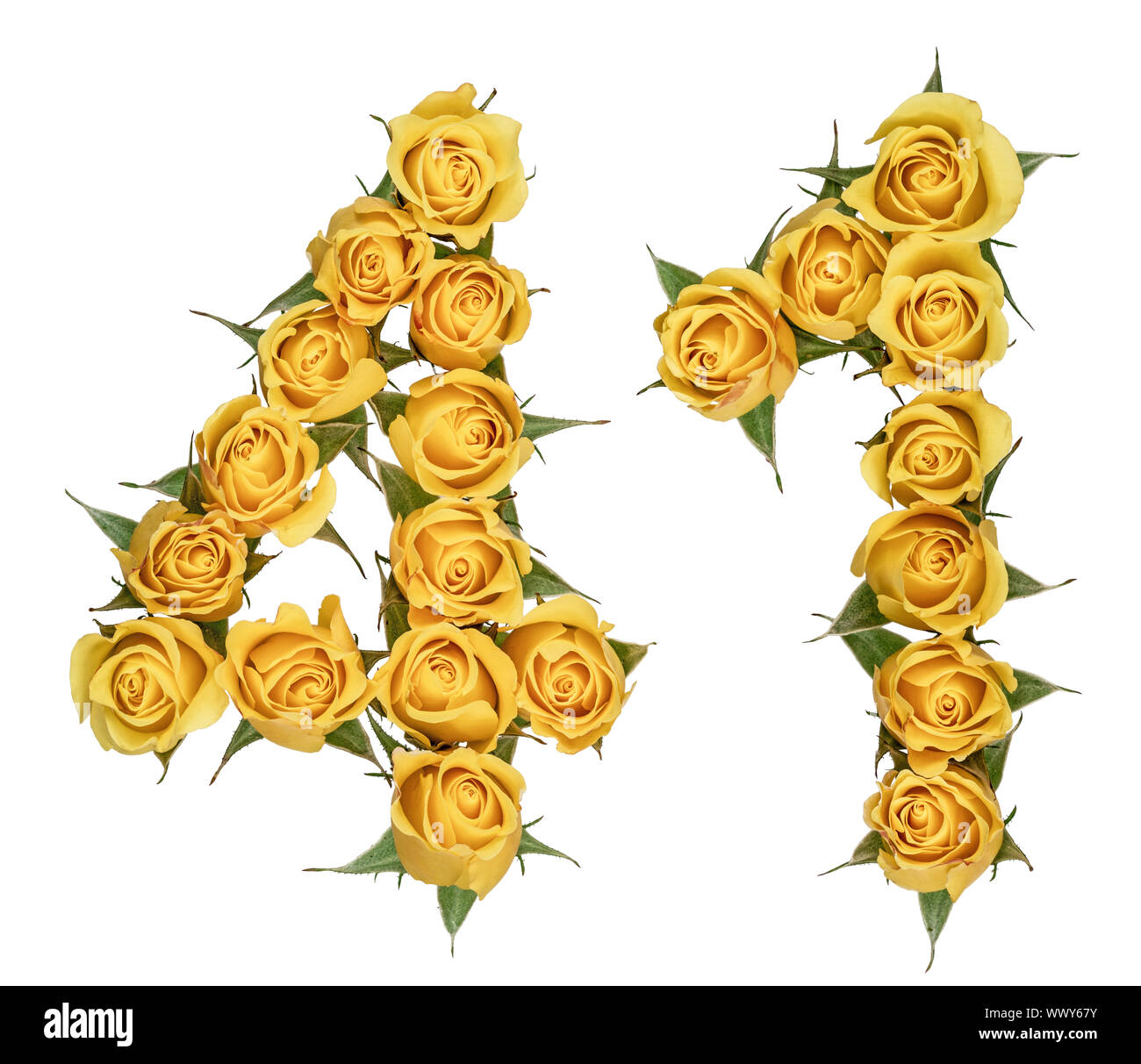Arabic numeral 41, forty one, from yellow flowers of rose, isolated on ...