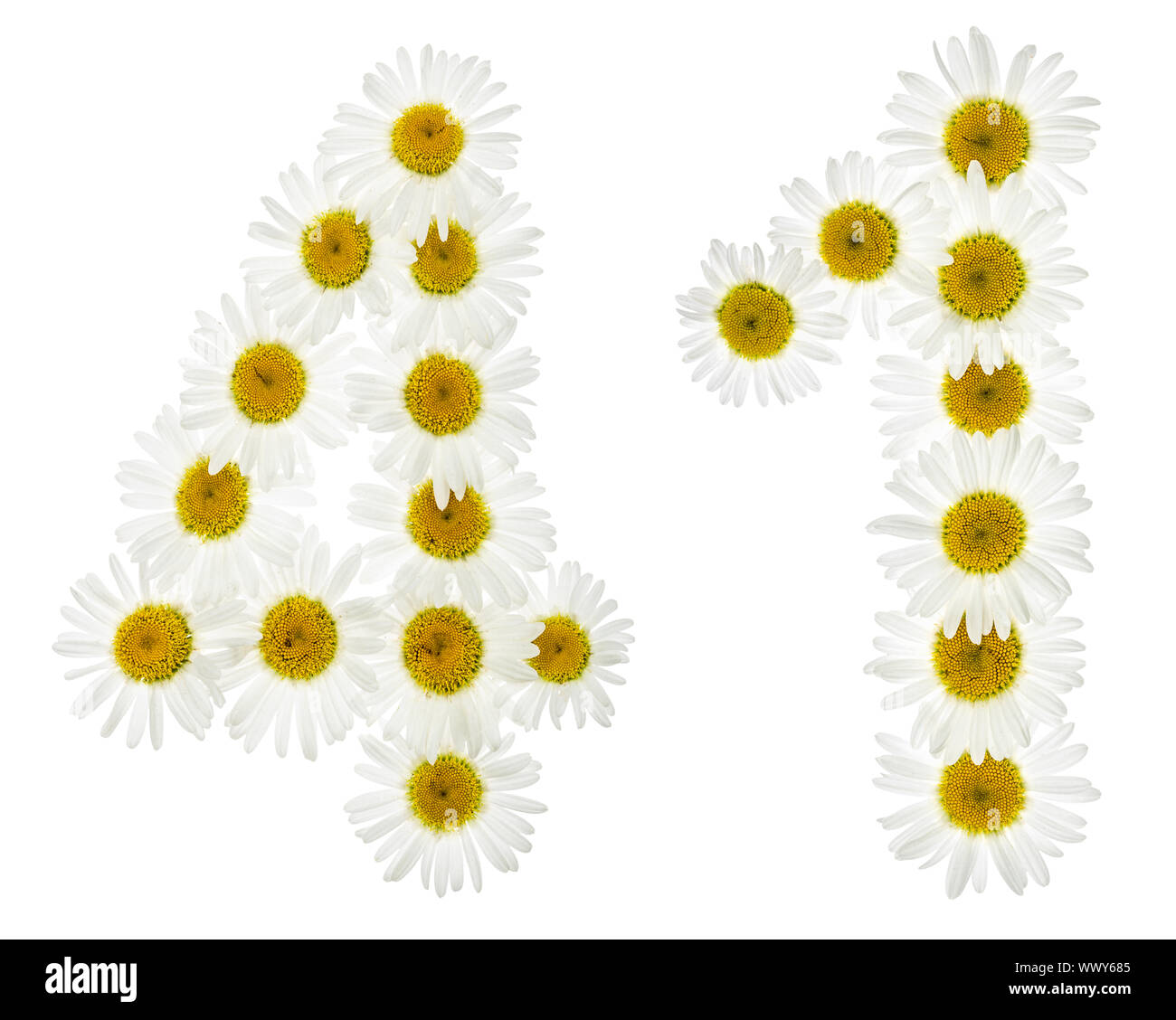 Arabic numeral 41, forty one, from white flowers of chamomile, isolated ... Arabic numeral 41, forty one, from white flowers of chamomile, isolated ...