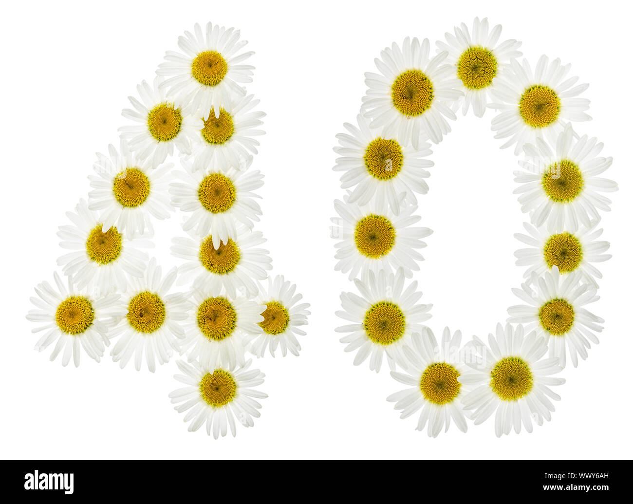 Arabic numeral 40, forty, from white flowers of chamomile, isolated on ...