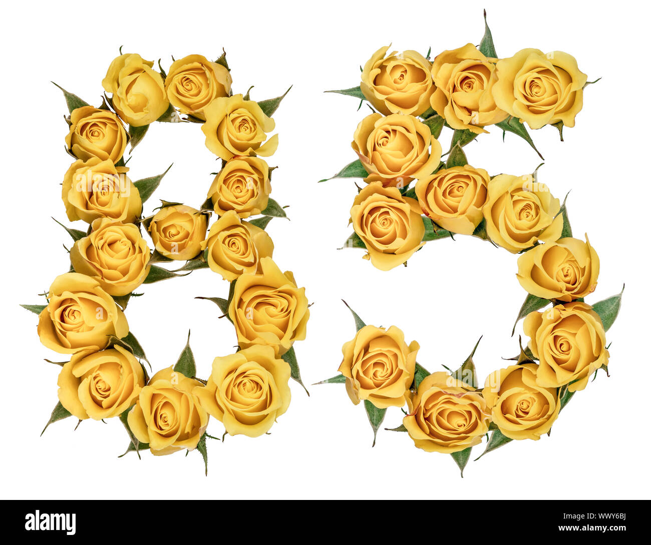 Arabic numeral 85, eighty five, from yellow flowers of rose, isolated ...