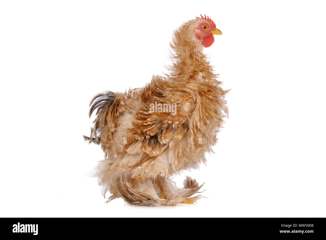 Colourful Chicken in front of a white background Stock Photo - Alamy