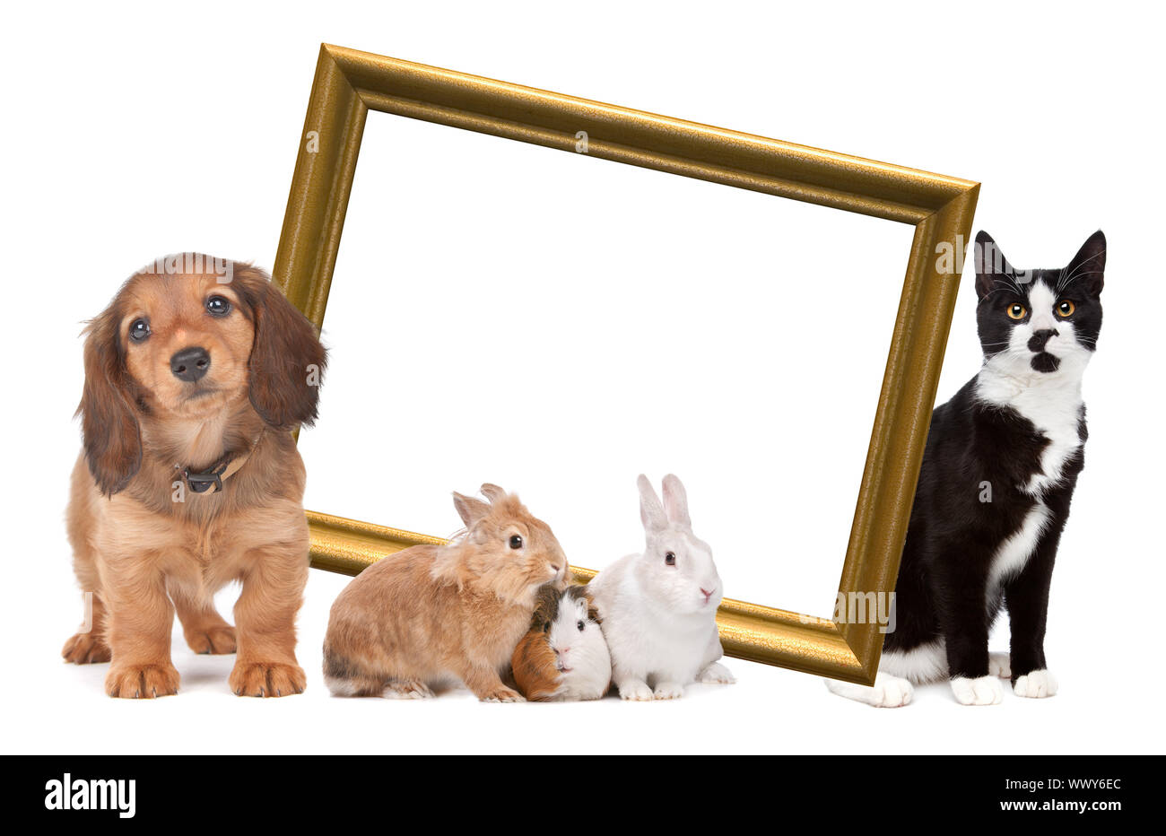 group of pets standing around a golden picture frame in front of a ...