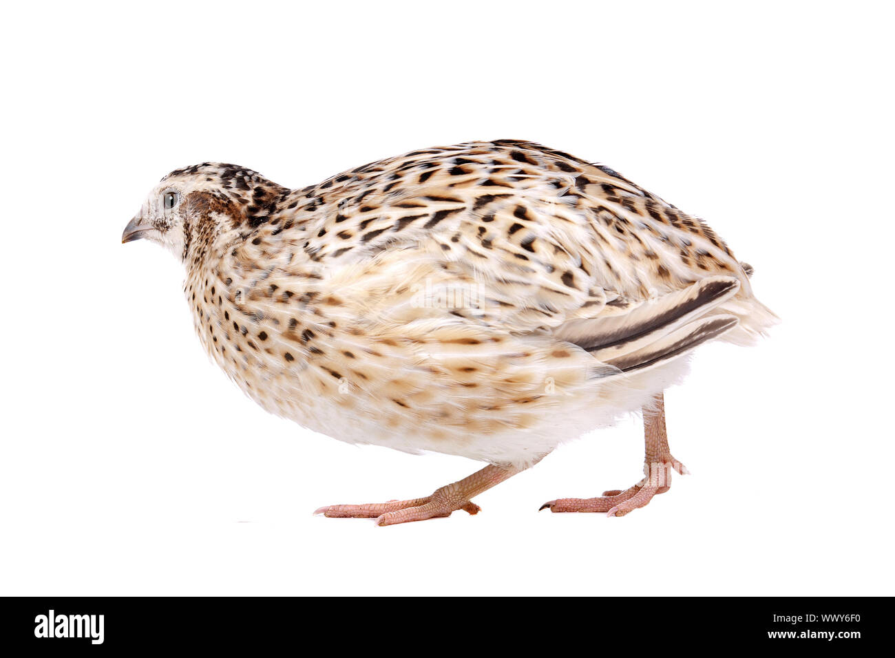 Little quail in front of a white background Stock Photo - Alamy
