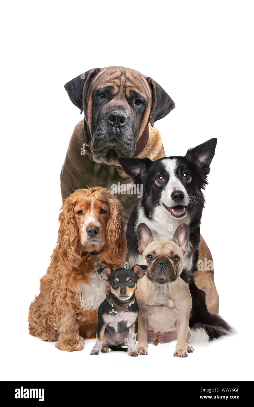 Five dogs in front of a white background Stock Photo - Alamy