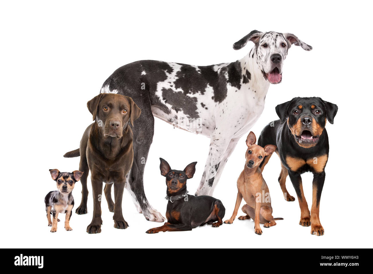 large group of dogs in front of a white background Stock Photo - Alamy