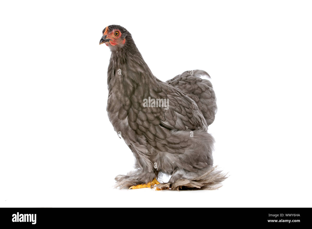 Colourful Chicken in front of a white background Stock Photo - Alamy