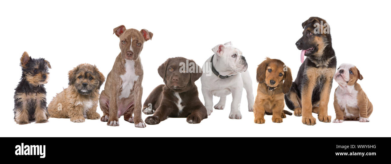 large group of puppies on a white background.from left to right ...