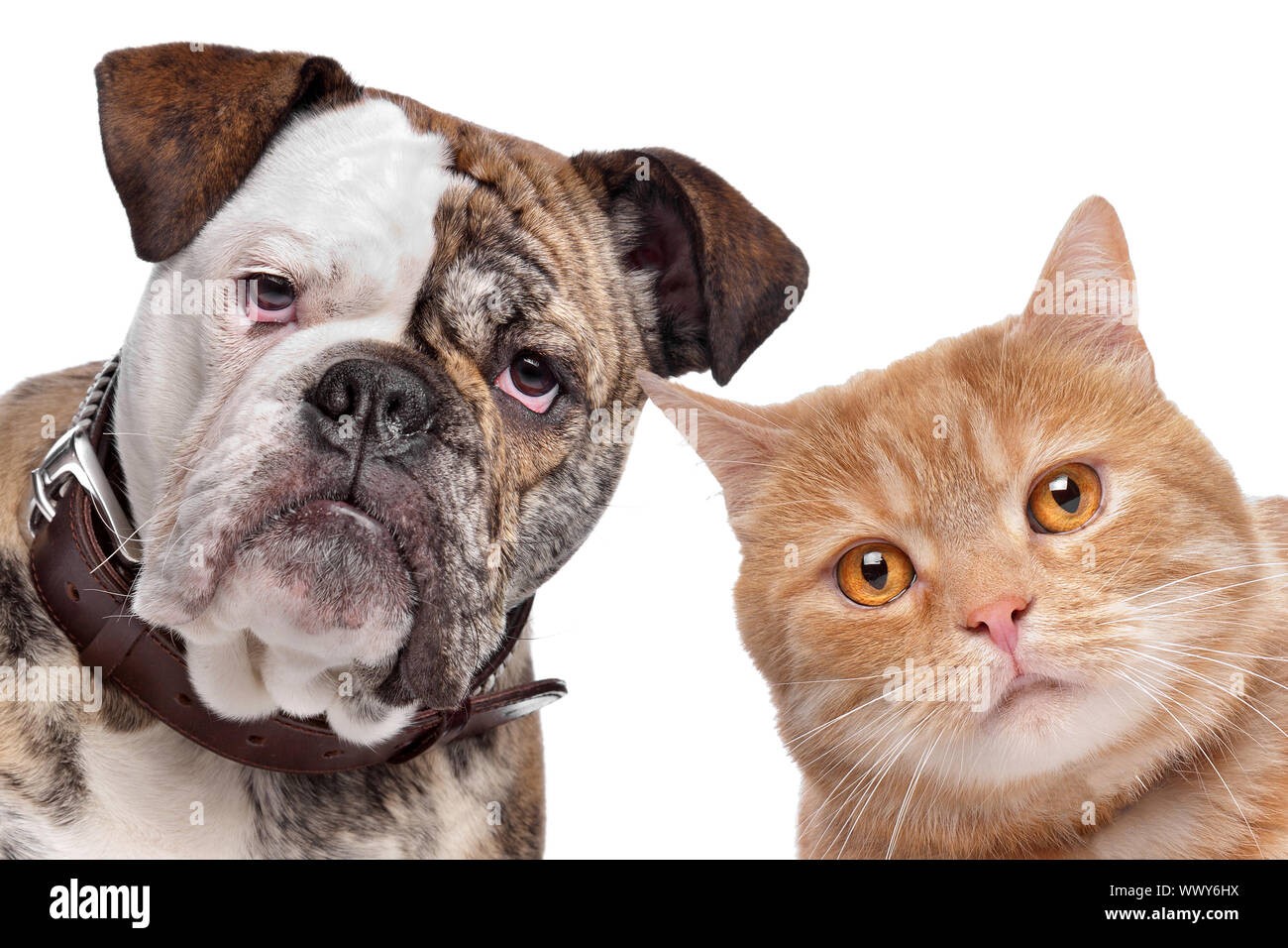 English Bulldog and a red cat in front of a white background Stock ...