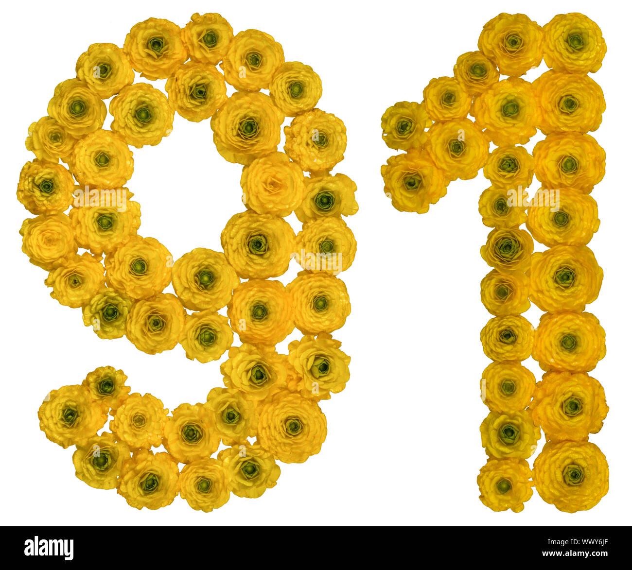 Arabic numeral 91, ninety one, from yellow flowers of buttercup, isolated on white background ...