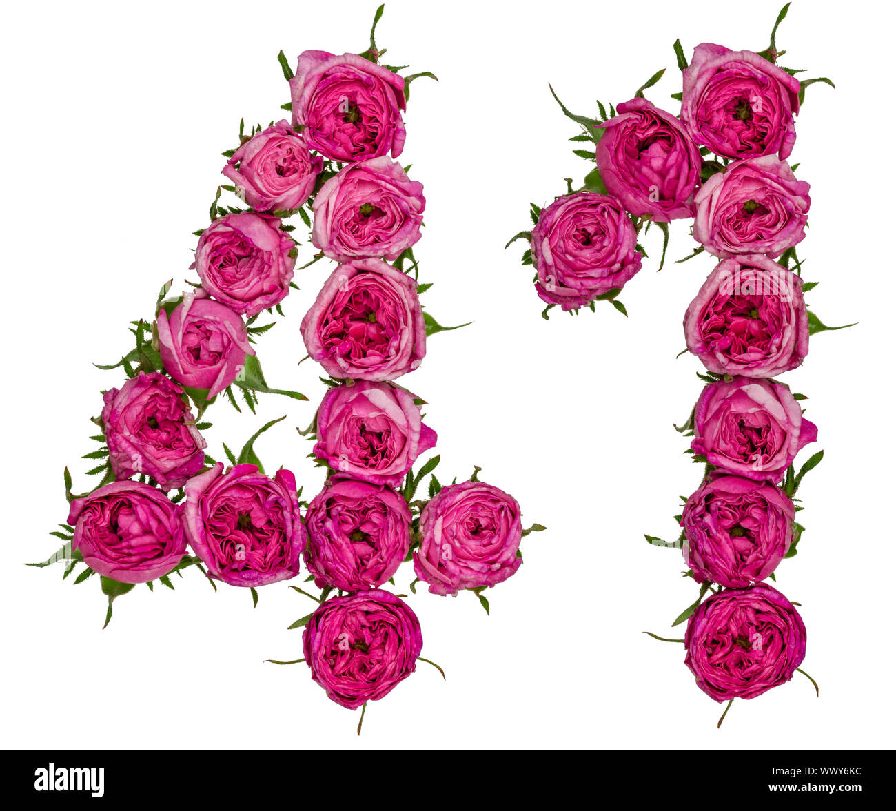 Arabic numeral 41, forty one, from red flowers of rose, isolated on ...