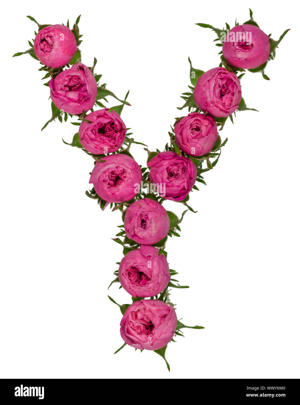 Letter Y alphabet from flowers of roses, isolated on white background ...