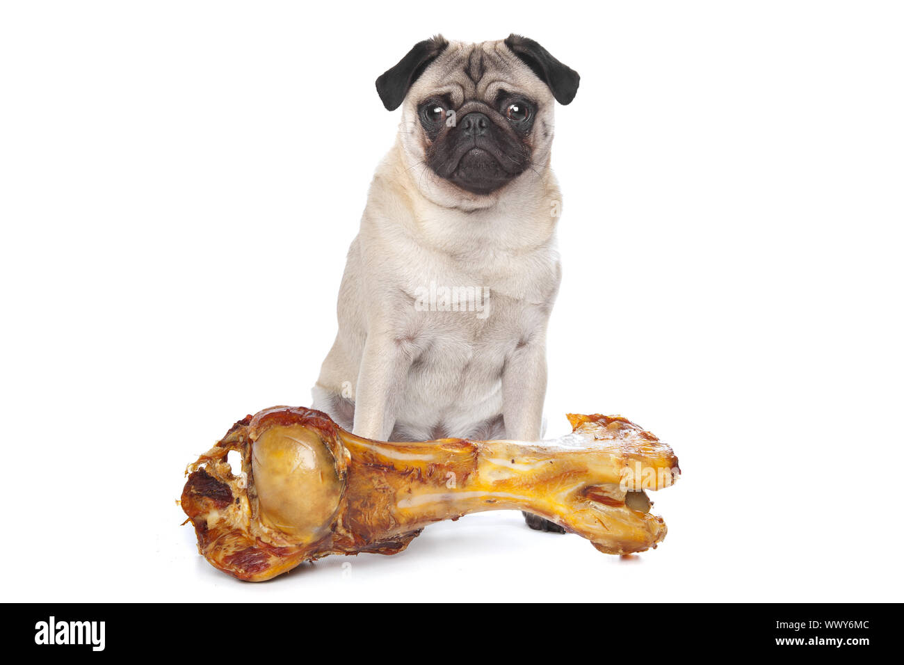 Pug with a huge bone in front of a white background Stock Photo - Alamy
