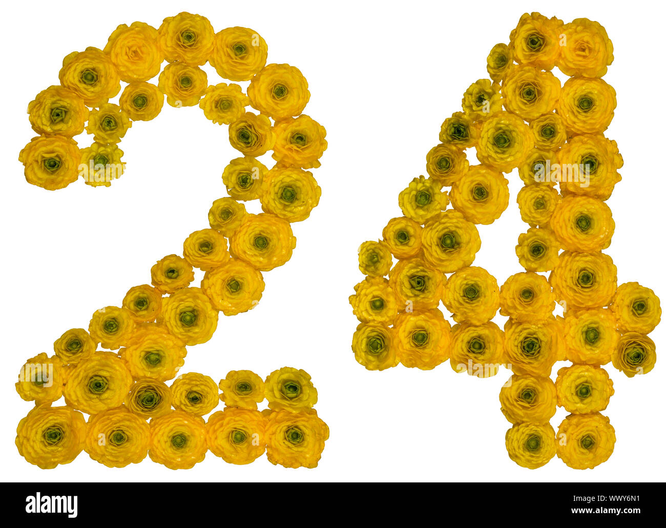 Arabic numeral 24, twenty four, from yellow flowers of buttercup ...