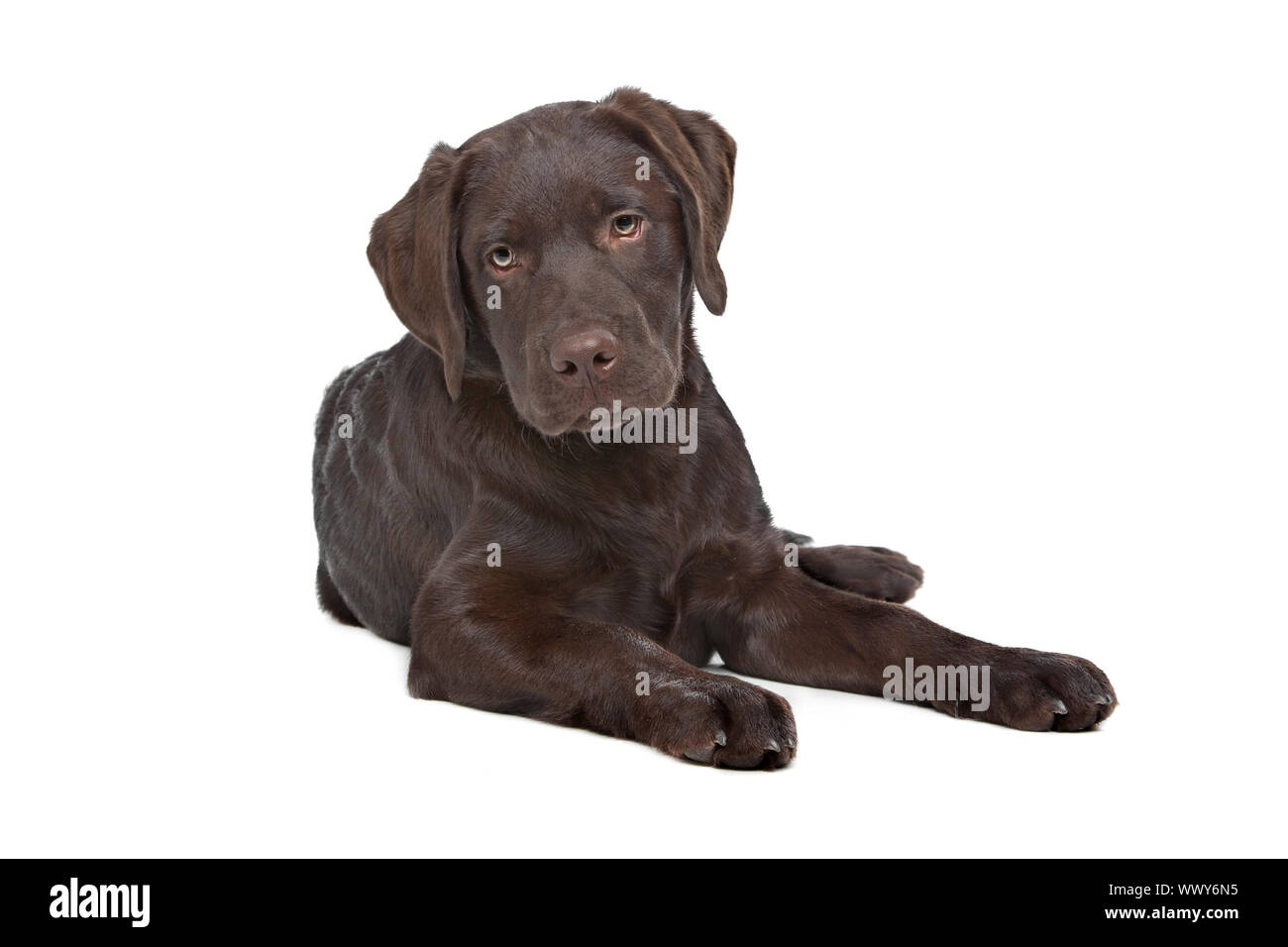 Chocolate Labrador in front of a white background Stock Photo - Alamy