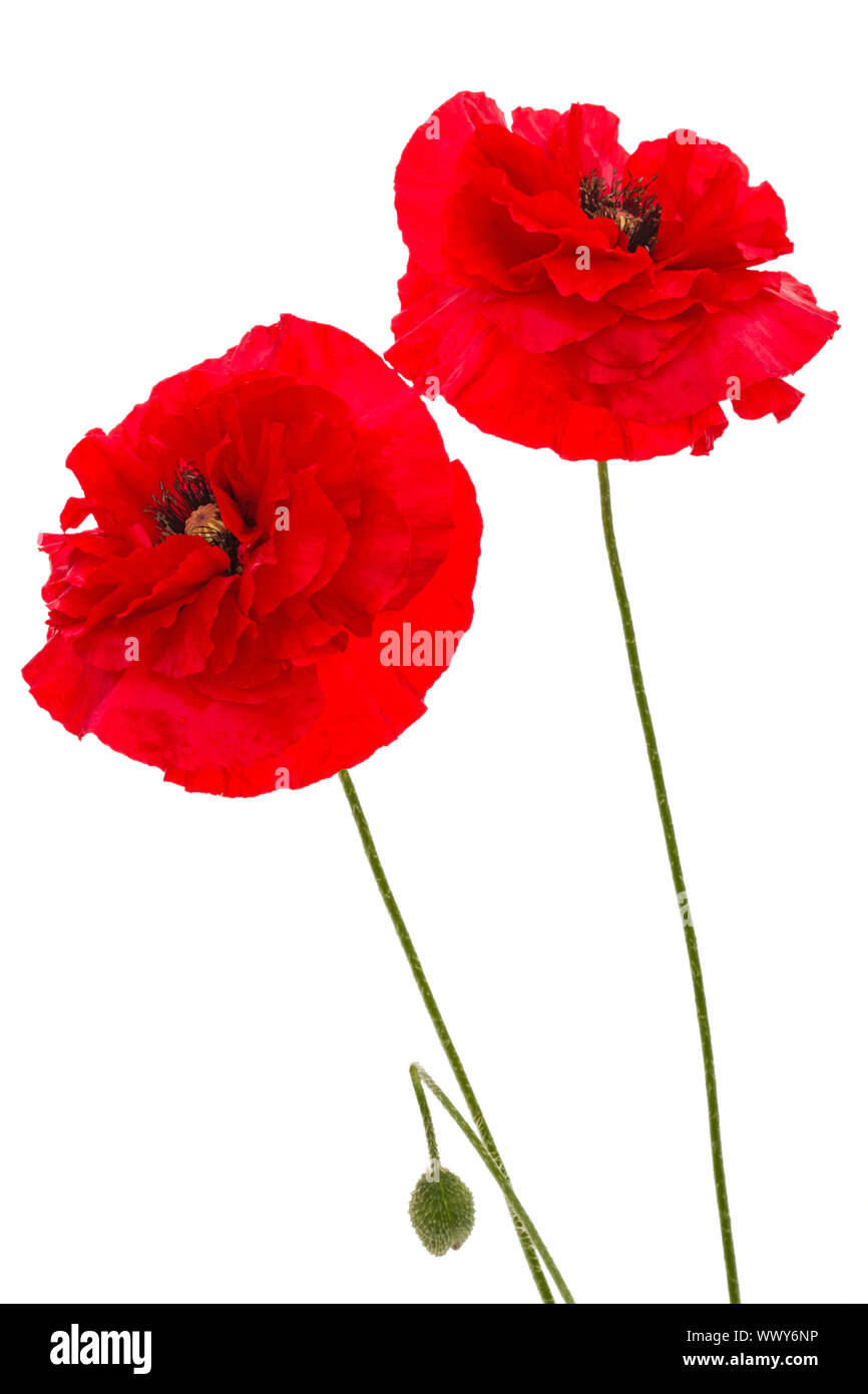 Flowers of red poppy, lat. Papaver, isolated on white background Stock ...