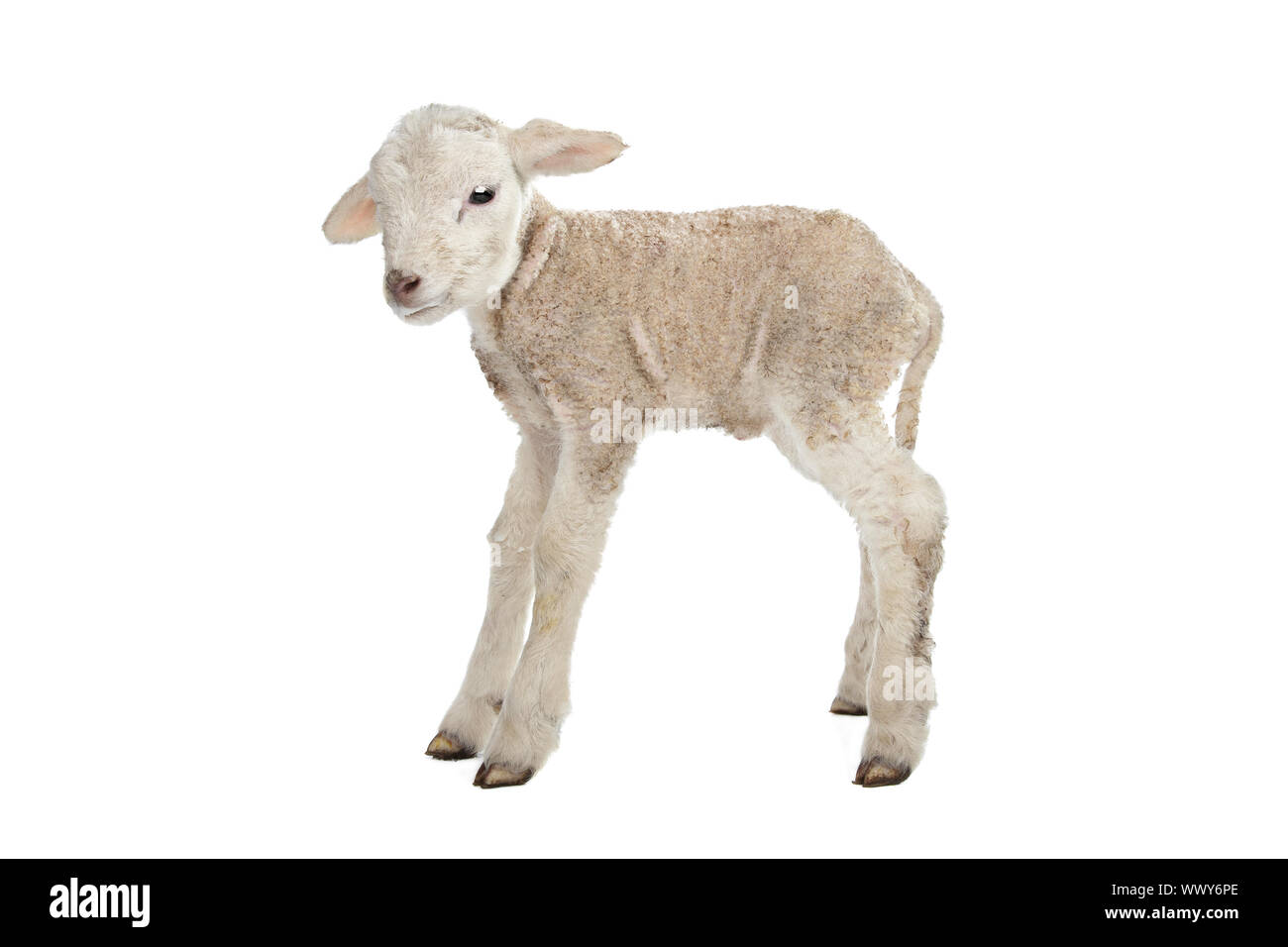 one day old Lamb in front of a white background Stock Photo - Alamy