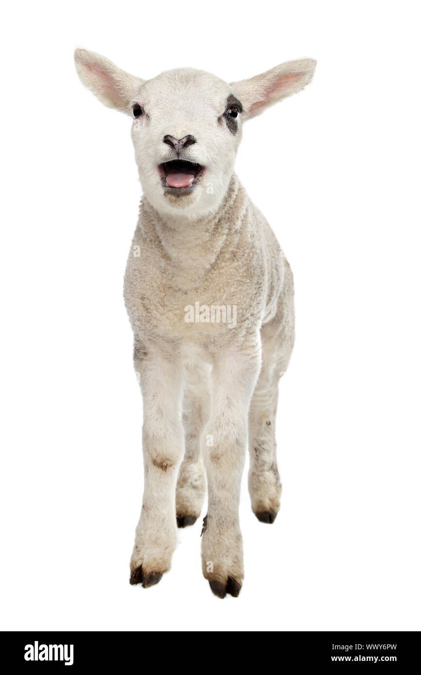 Lamb in front of a white background Stock Photo - Alamy