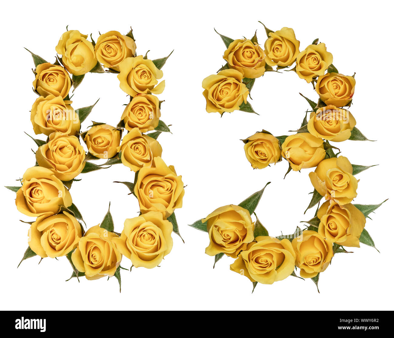 Arabic numeral 83, eighty three, from yellow flowers of rose, isolated ...