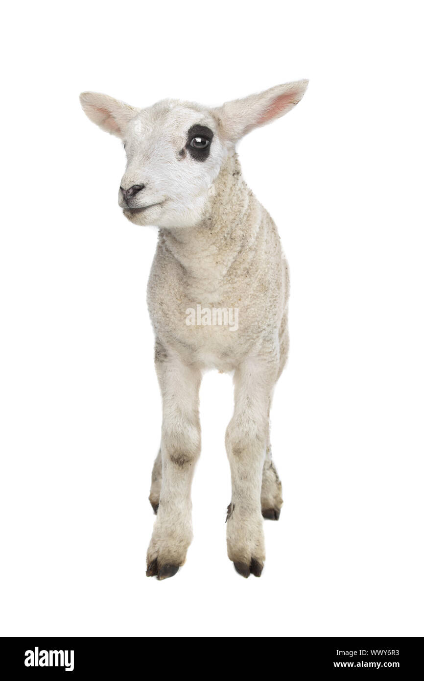 Lamb in front of a white background Stock Photo - Alamy