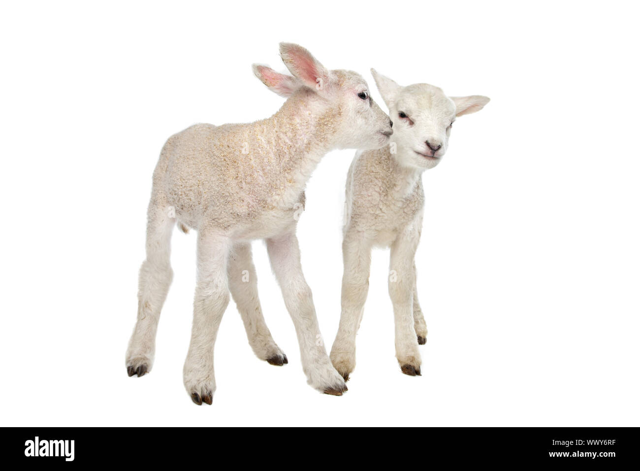 Two little lambs in front of a white background Stock Photo - Alamy