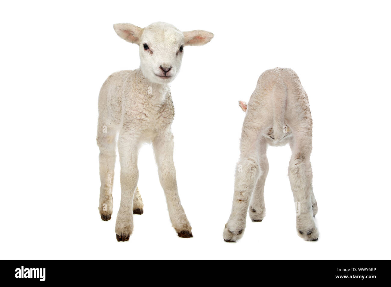 Two little lambs in front of a white background Stock Photo - Alamy