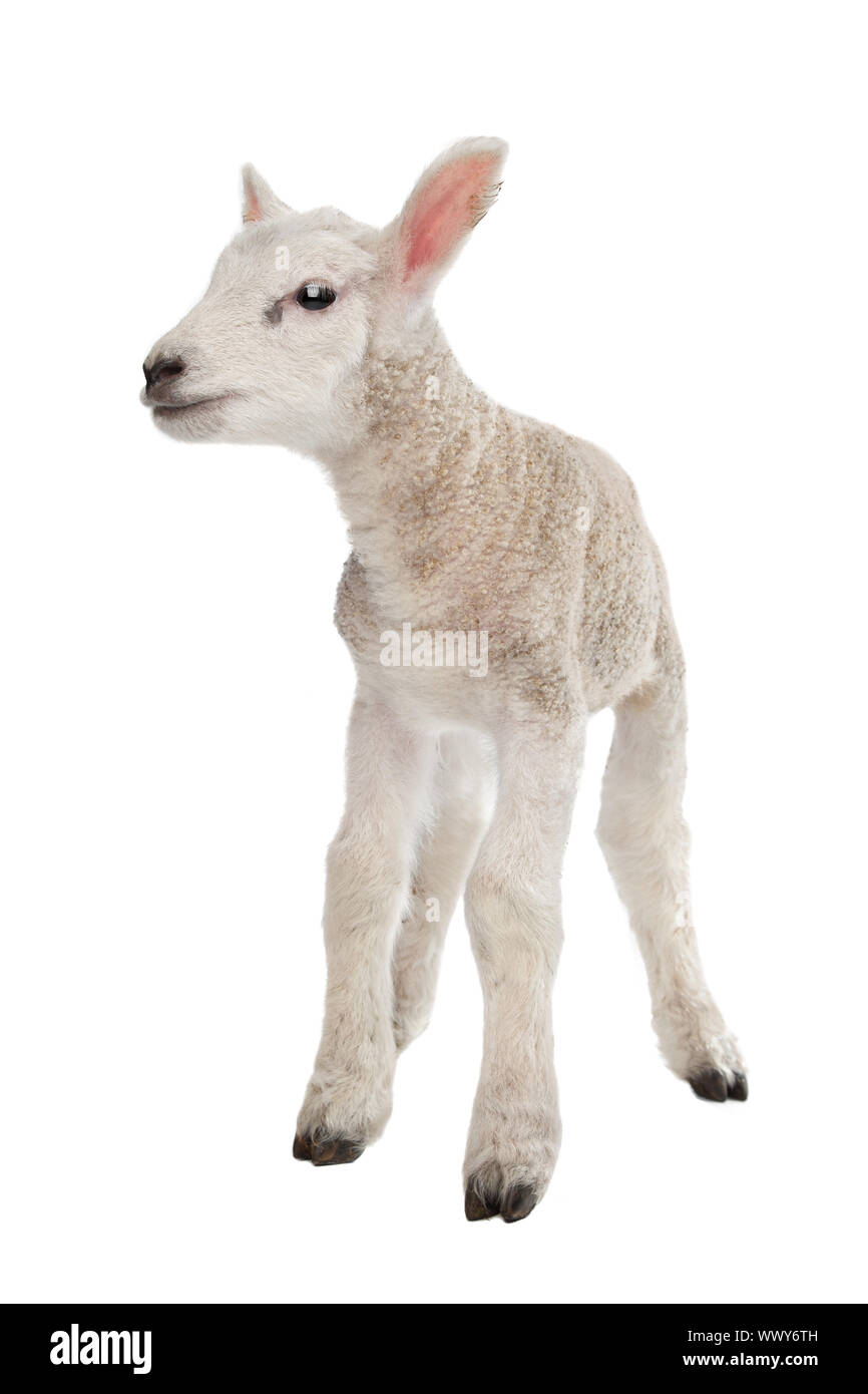 Lamb in front of a white background Stock Photo - Alamy