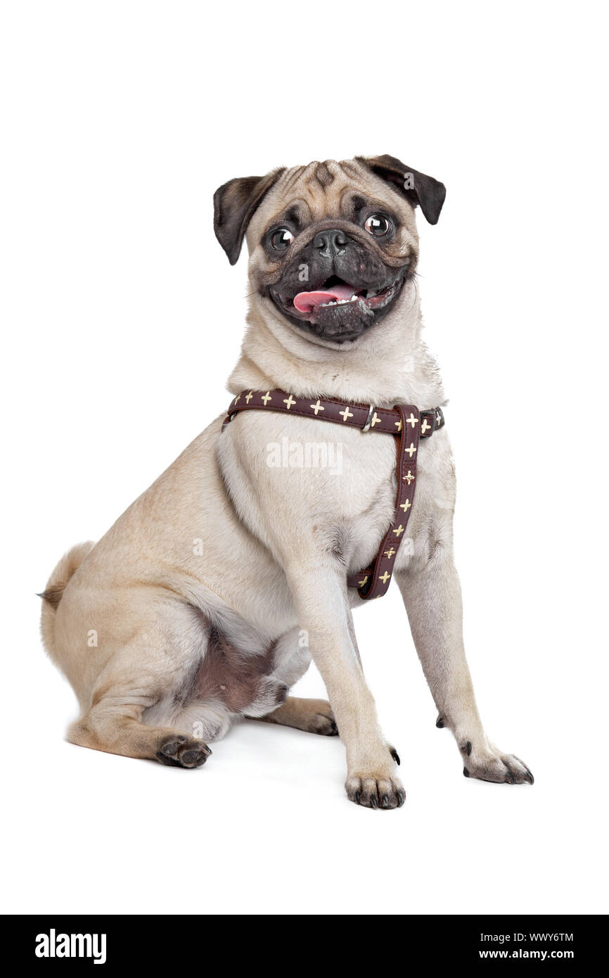Pug dog in front of a white background Stock Photo - Alamy