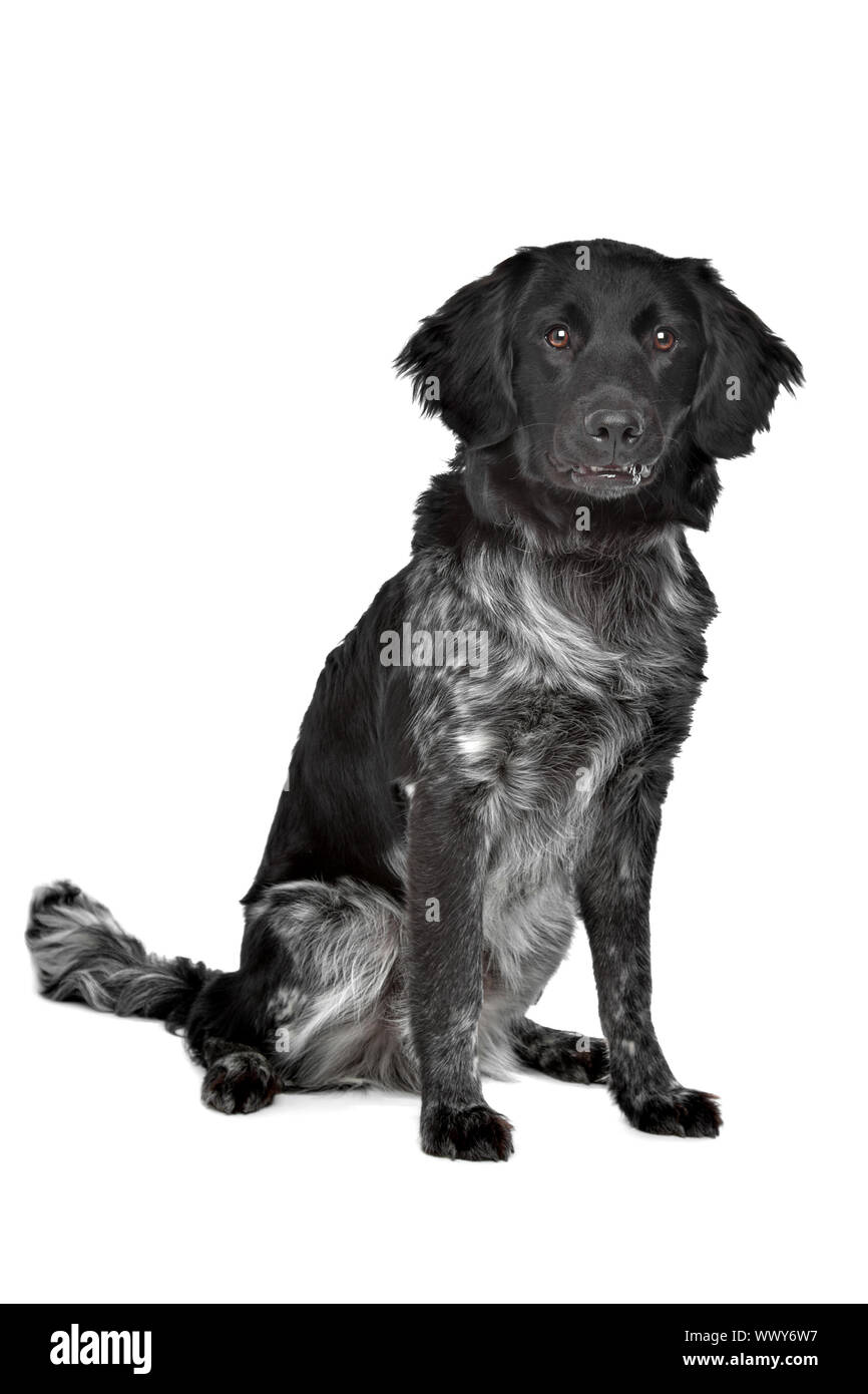 Stabyhoun,Frisian pointing breed, in front of a white background Stock ...