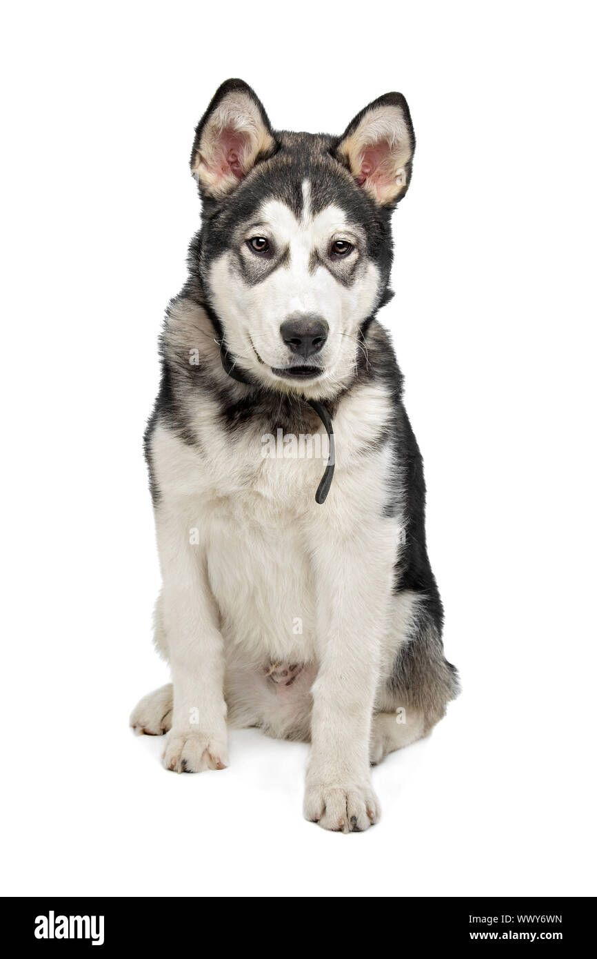 Alaskan Malamute puppy in front of a white background Stock Photo - Alamy