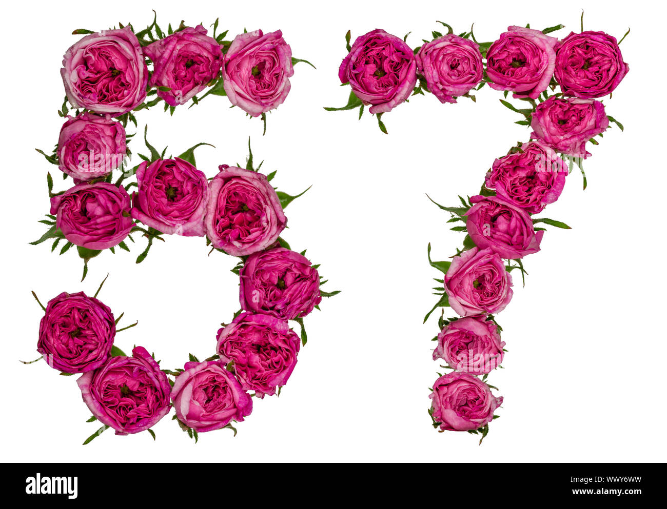 Arabic numeral 57, fifty seven, from red flowers of rose, isolated on ...