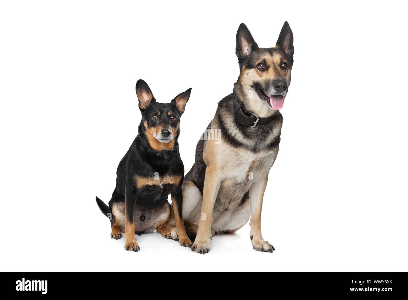 Two dogs husky mixed hi-res stock photography and images - Alamy