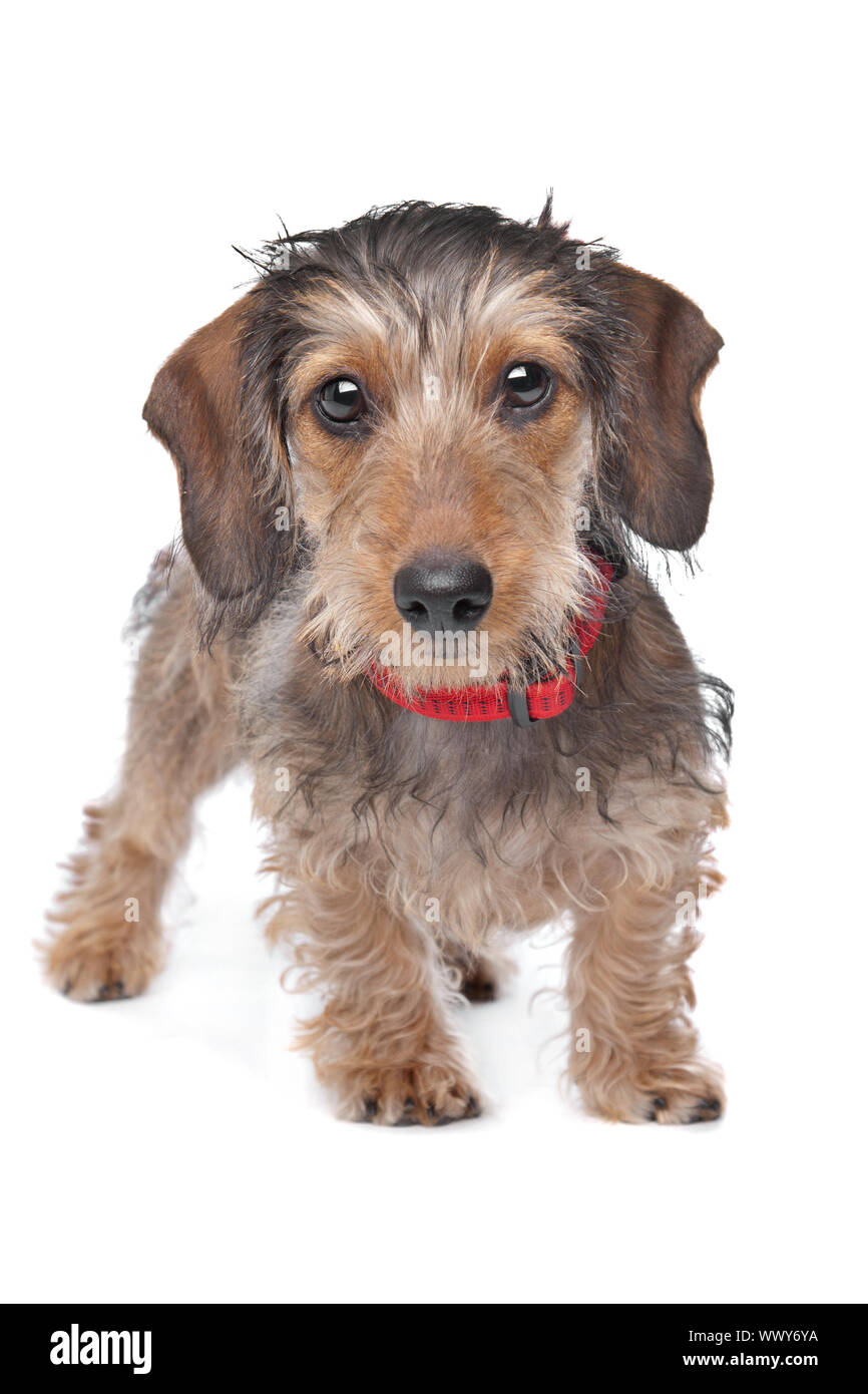 Miniature dachshund dog on Cut Out Stock Images & Pictures - Alamy