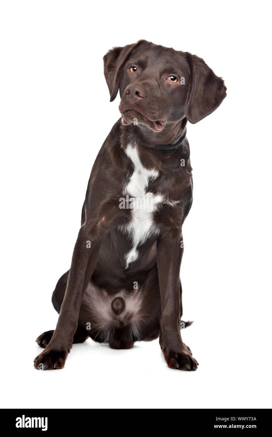 Labrador cross Cut Out Stock Images & Pictures - Alamy