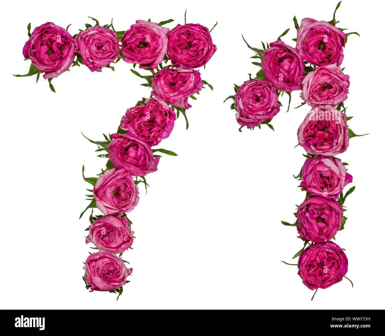 Arabic numeral 71, seventy one, from red flowers of rose, isolated on ...