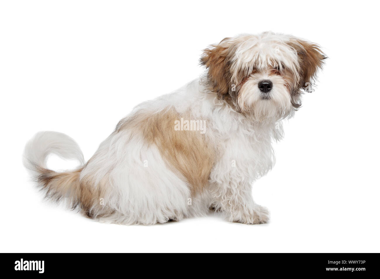 boomer dog in front of a white background Stock Photo - Alamy