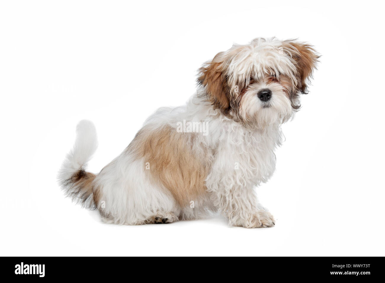 boomer dog in front of a white background Stock Photo - Alamy