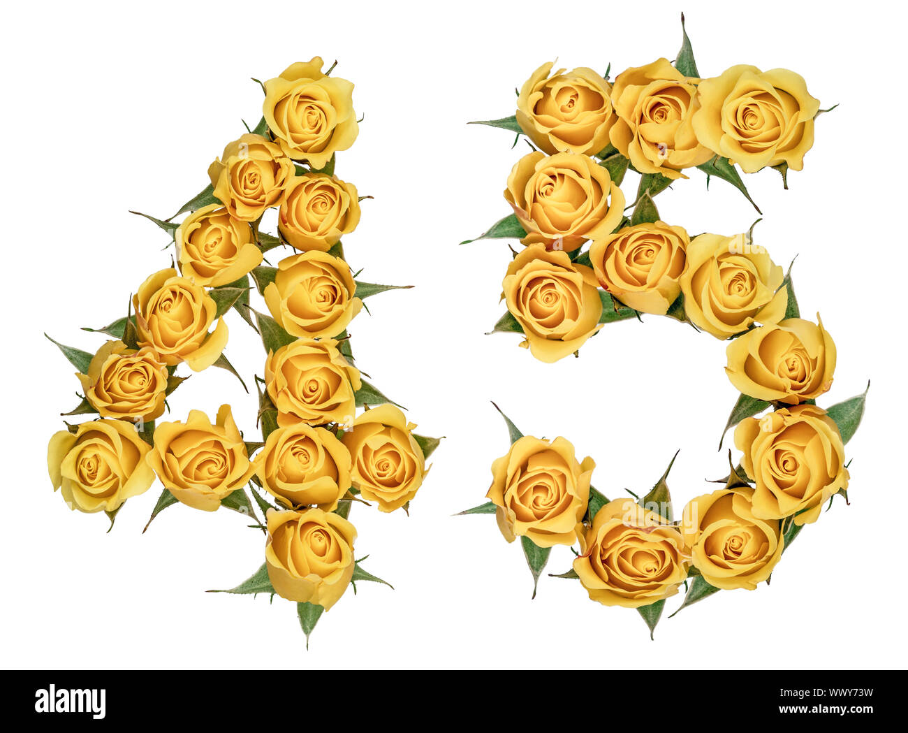 Arabic numeral 45, forty five, from yellow flowers of rose, isolated on ...
