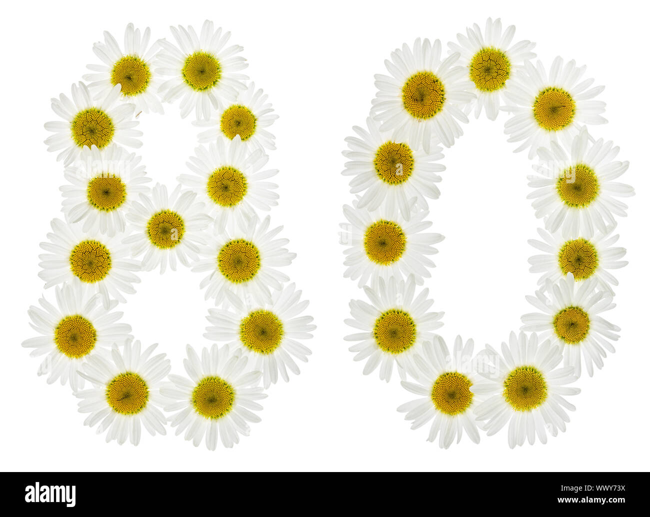 Arabic numeral 80, eighty, from white flowers of chamomile, isolated on ...