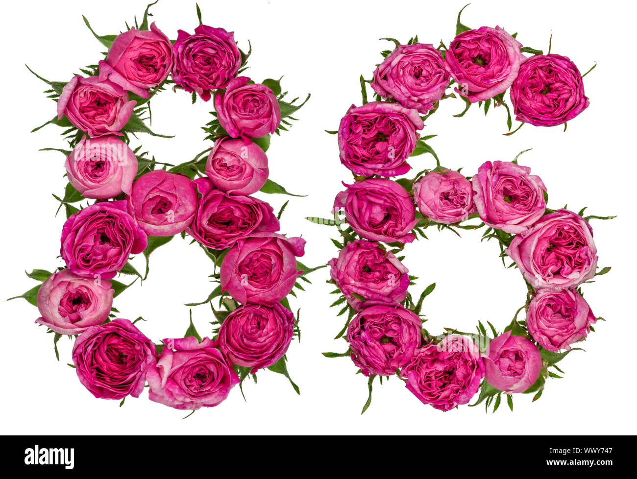 Arabic numeral 86, eighty six, from red flowers of rose, isolated on ...
