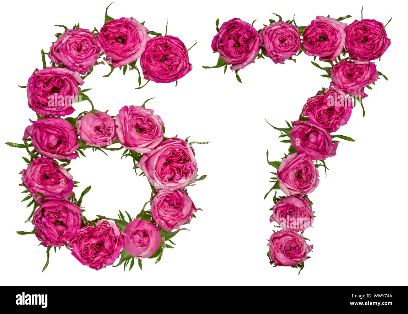 Arabic numeral 67, sixty seven, from red flowers of rose, isolated on ...