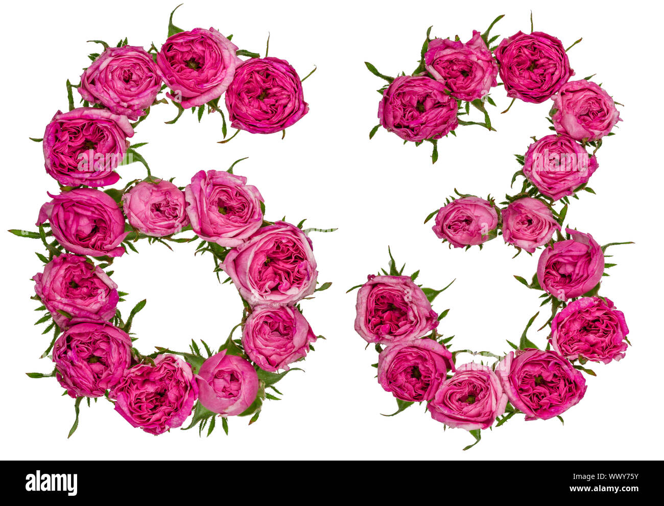Arabic numeral 63, sixty three, from red flowers of rose, isolated on ...