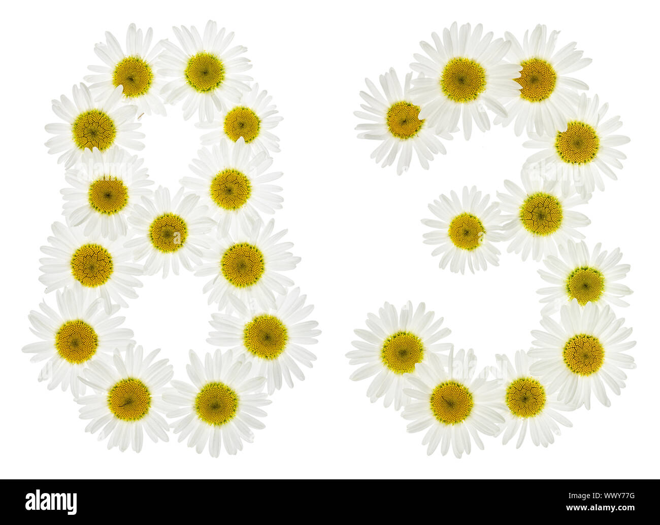 Arabic numeral 83, eighty three, from white flowers of chamomile ...