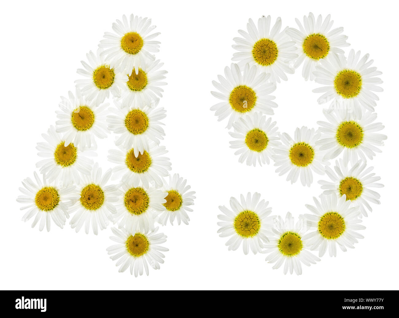 Arabic numeral 49, forty nine, from white flowers of chamomile ...
