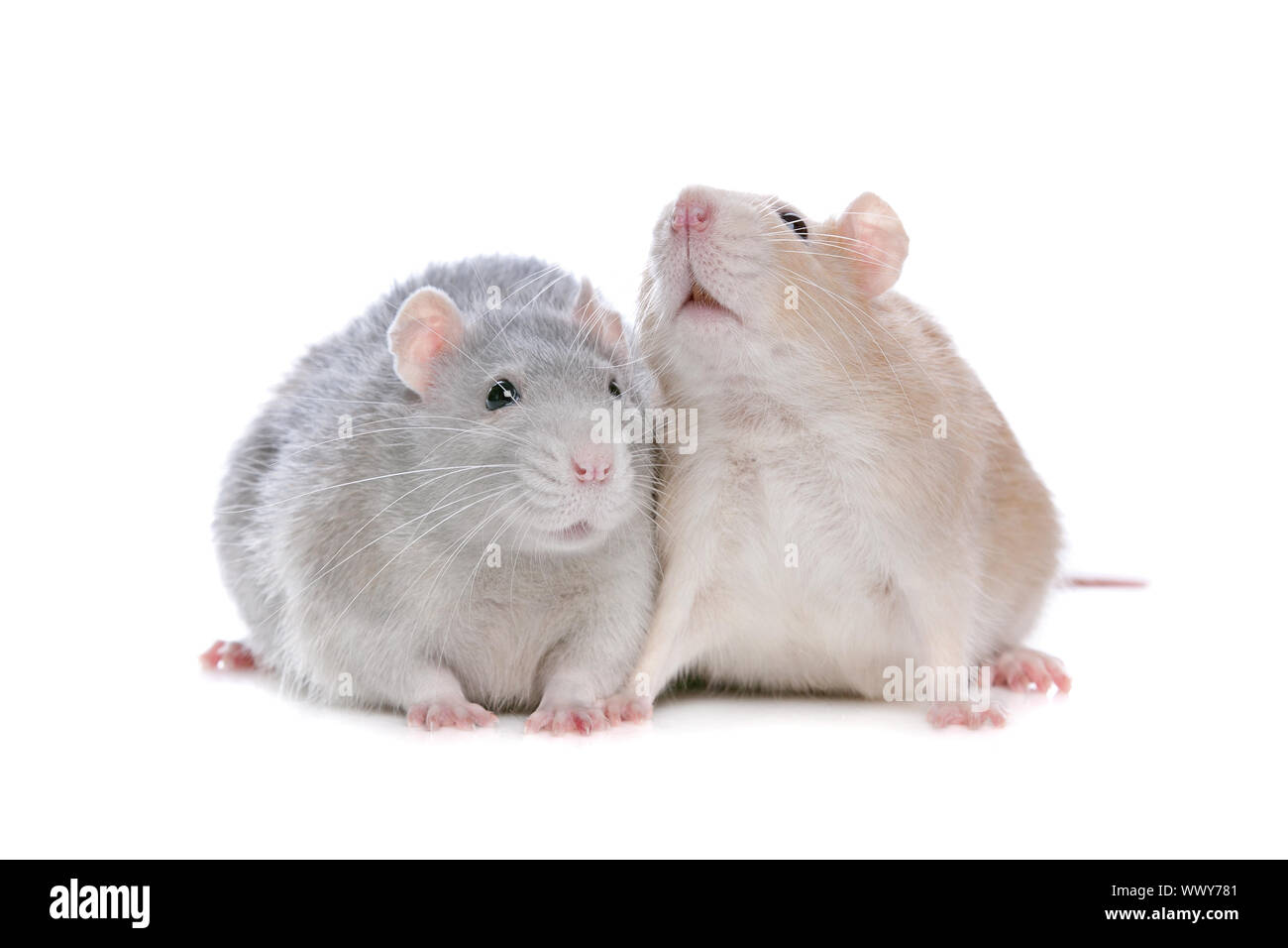 two rats in front of a white background Stock Photo - Alamy