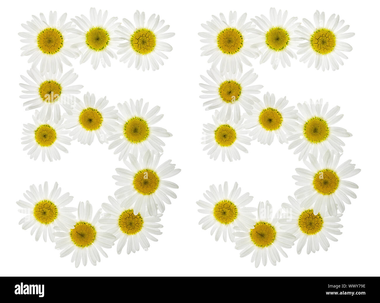 Arabic numeral 55, fifty five, from white flowers of chamomile ...