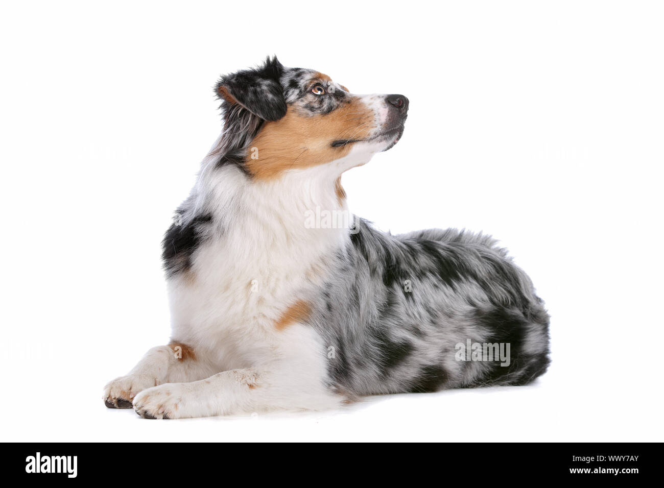 Australian shepherd in front of a white background Stock Photo - Alamy