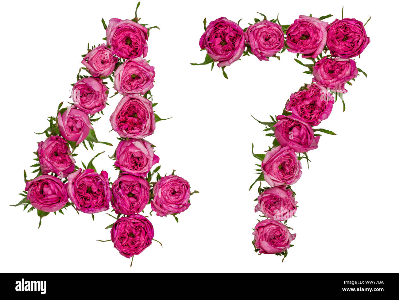 Arabic numeral 47, forty seven, from red flowers of rose, isolated on ...