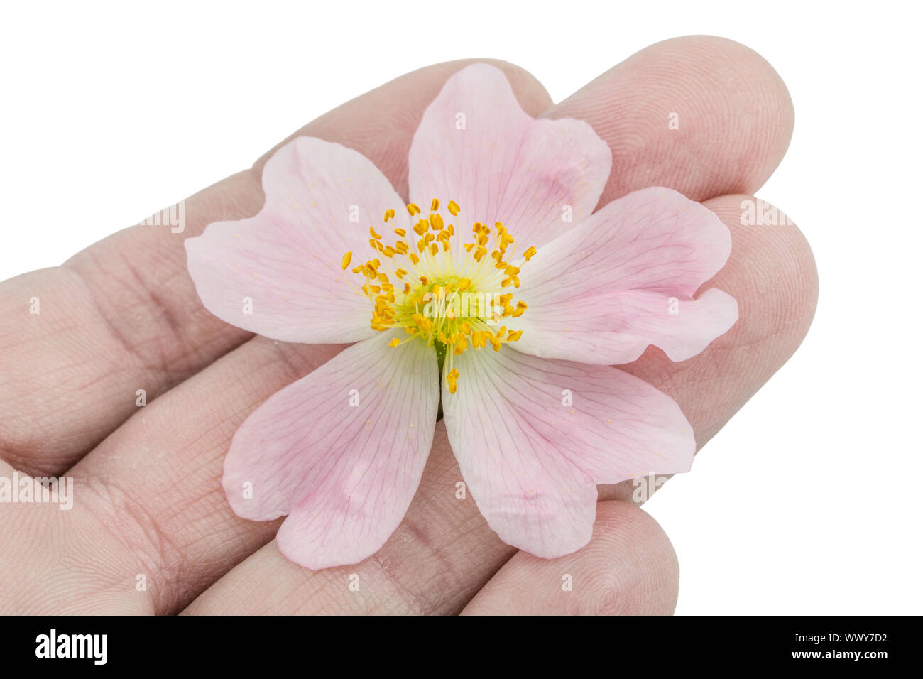 Beauty keeps blooming blooming hi-res stock photography and images - Alamy