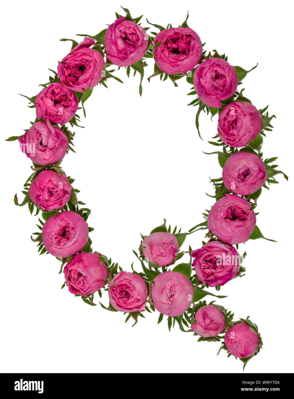 Letter Q alphabet from flowers of roses, isolated on white background ...