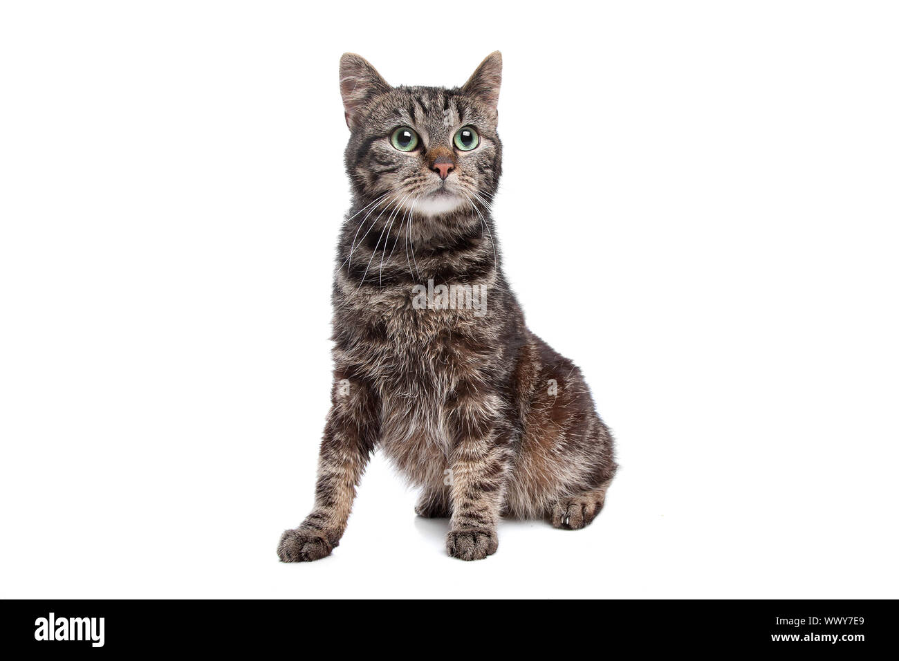 stressed cat in front of a white background Stock Photo - Alamy